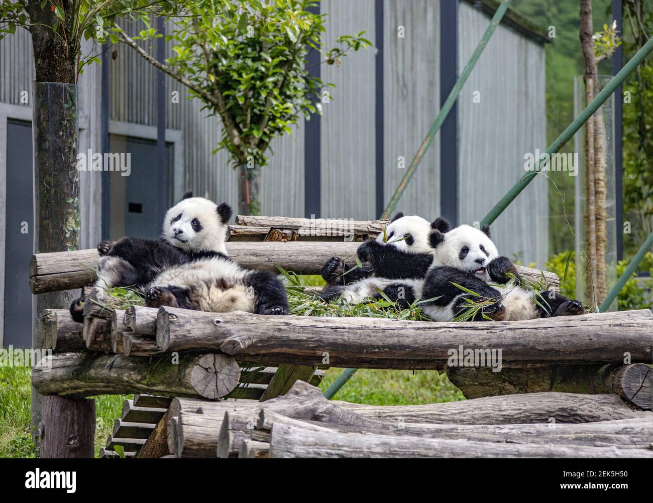 Photos taken between June 9 and June 10 show the giant pandas playing ...