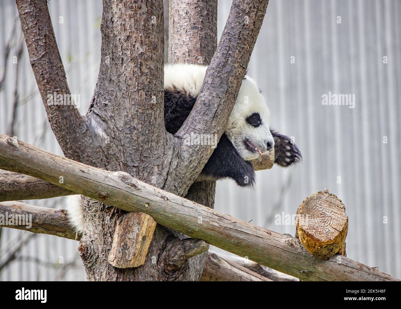 Photos taken between June 9 and June 10 show the giant pandas playing ...