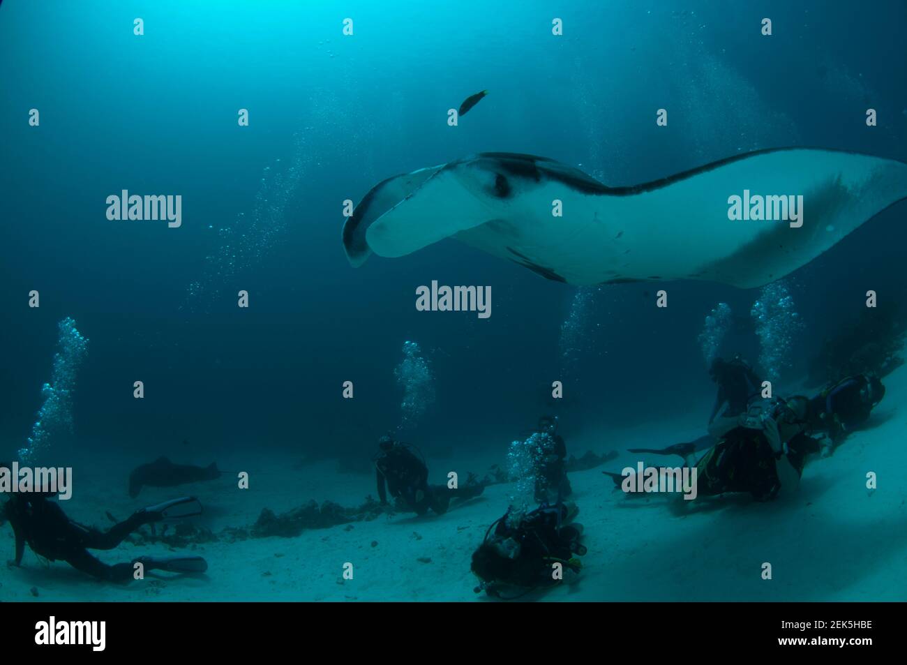 Divers watching Reef Manta Ray, Mobula alfredi, Manta Sandy dive site ...