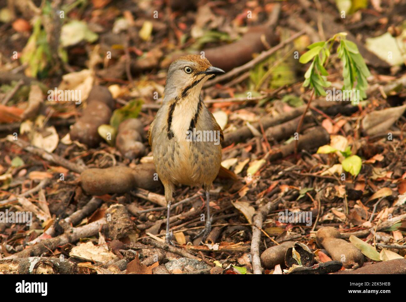 Rich in birdlife hi-res stock photography and images - Alamy