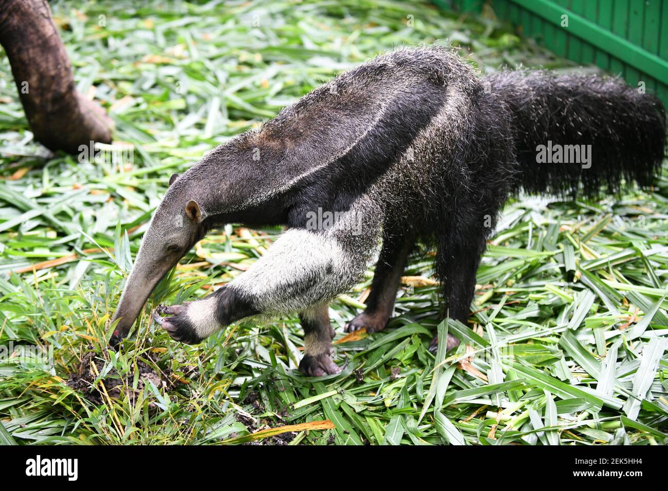 Twin anteaters are presented to the public at the Chimelong Safari Park ...