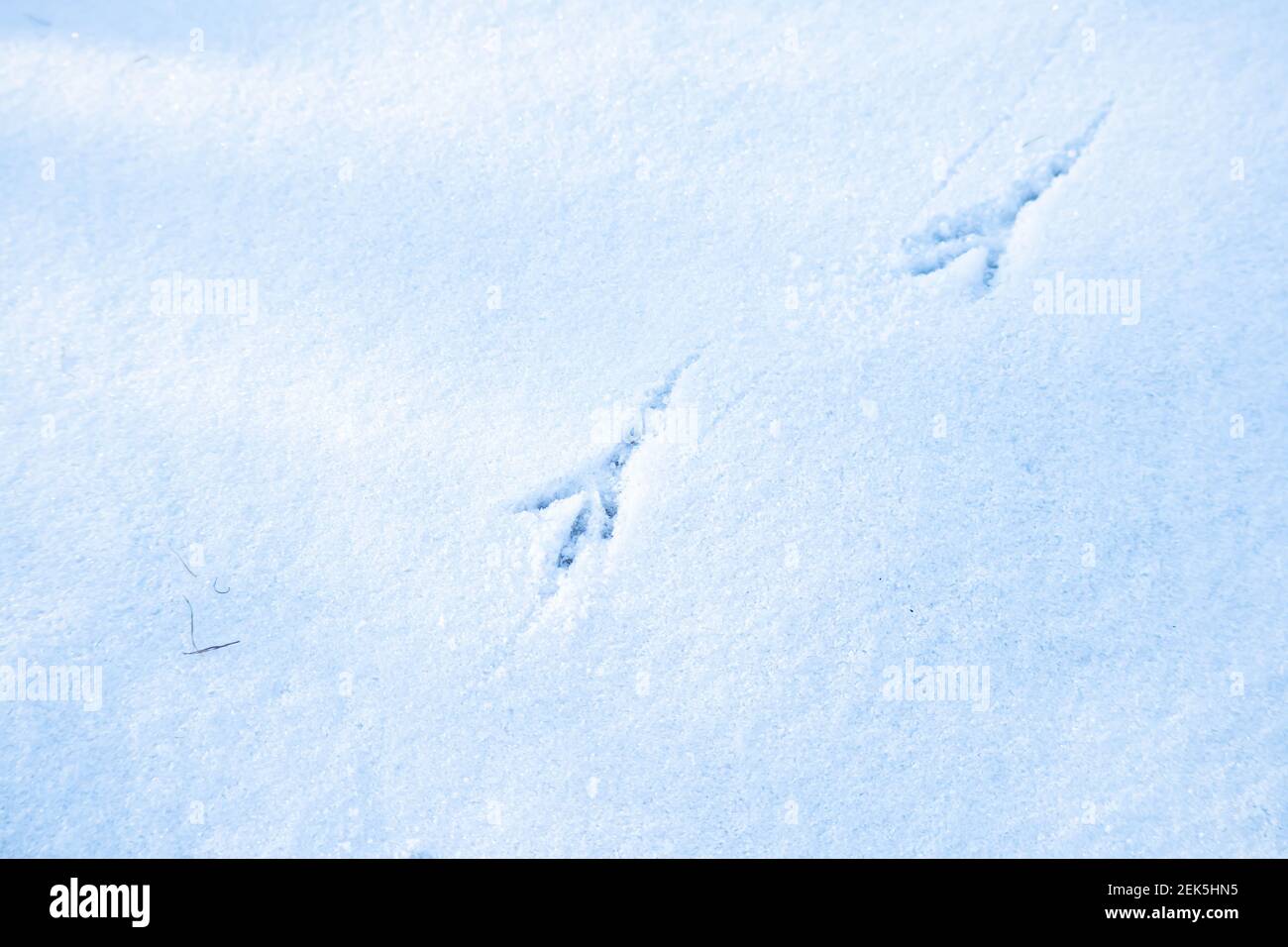 Pigeon footprints hi-res stock photography and images - Alamy