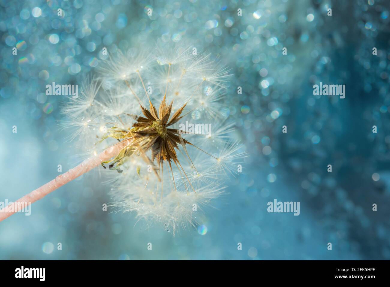 Dandelion macro background in blue color. Summer natural horizontal ...