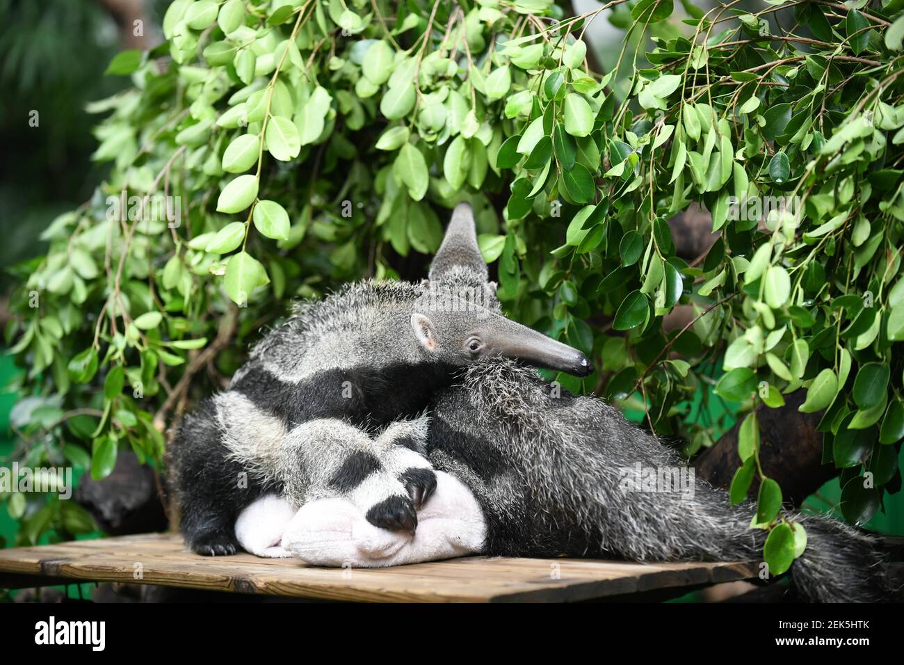 Twin anteaters are presented to the public at the Chimelong Safari Park ...