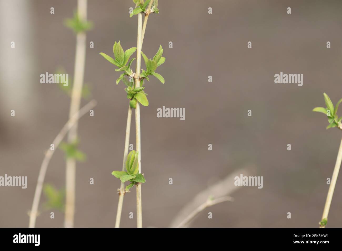 beautiful green young leaves and twigs, the beginning of summer, the ...