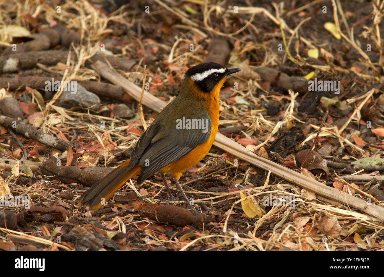 The White-browed Robin-Chat is a beautiful bird with a lovely song ...