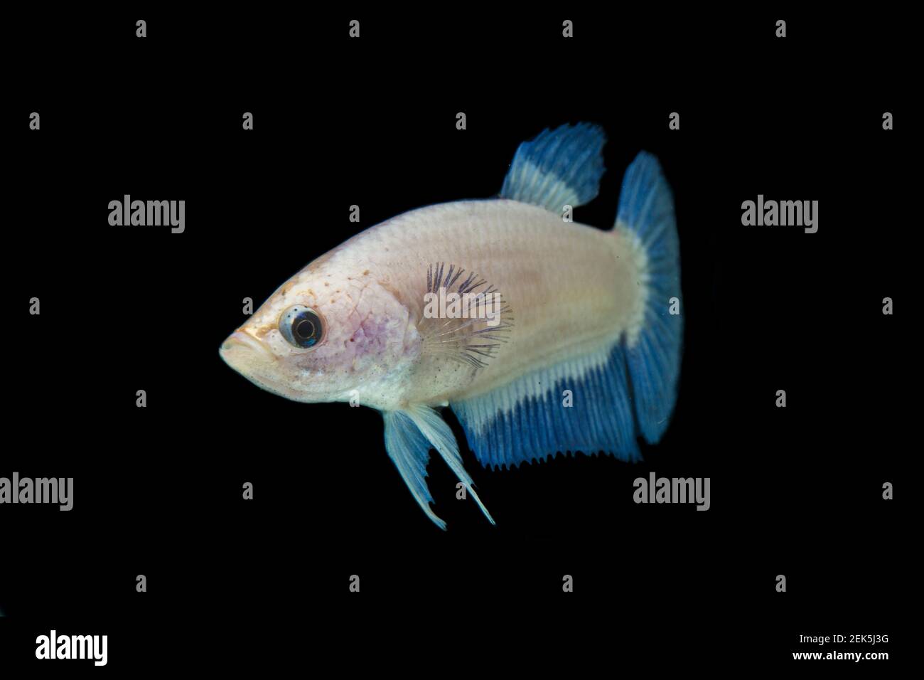 Close up of colorful Betta fish. Beautiful Siamese fighting fish, Fancy ...