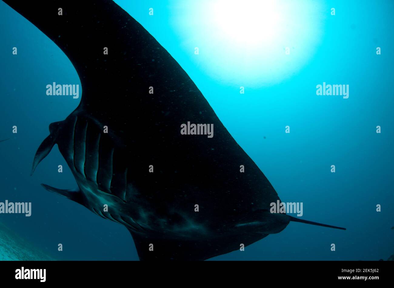 Reef Manta Ray, Mobula alfredi, with sun in background, Manta Sandy ...