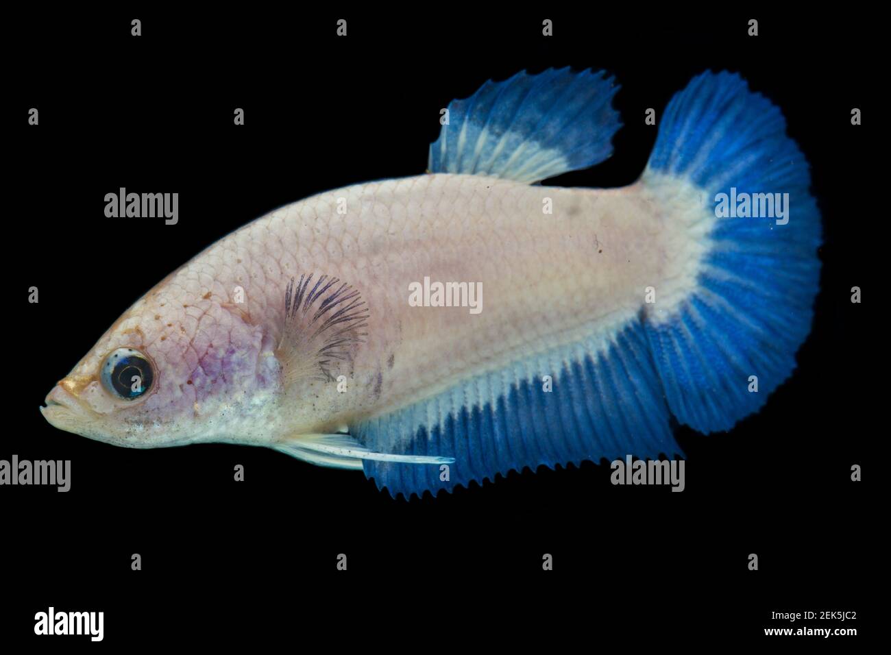 Close up of colorful Betta fish. Beautiful Siamese fighting fish, Fancy ...