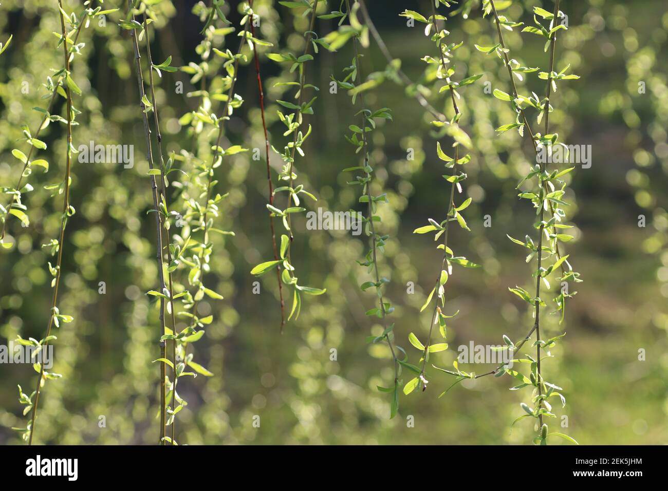 Young willow hi-res stock photography and images - Alamy