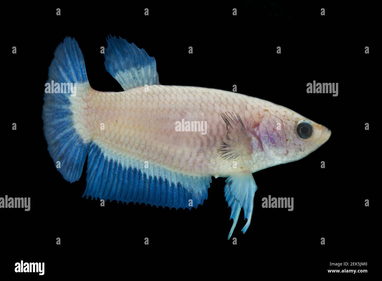 Close up of colorful Betta fish. Beautiful Siamese fighting fish, Fancy ...