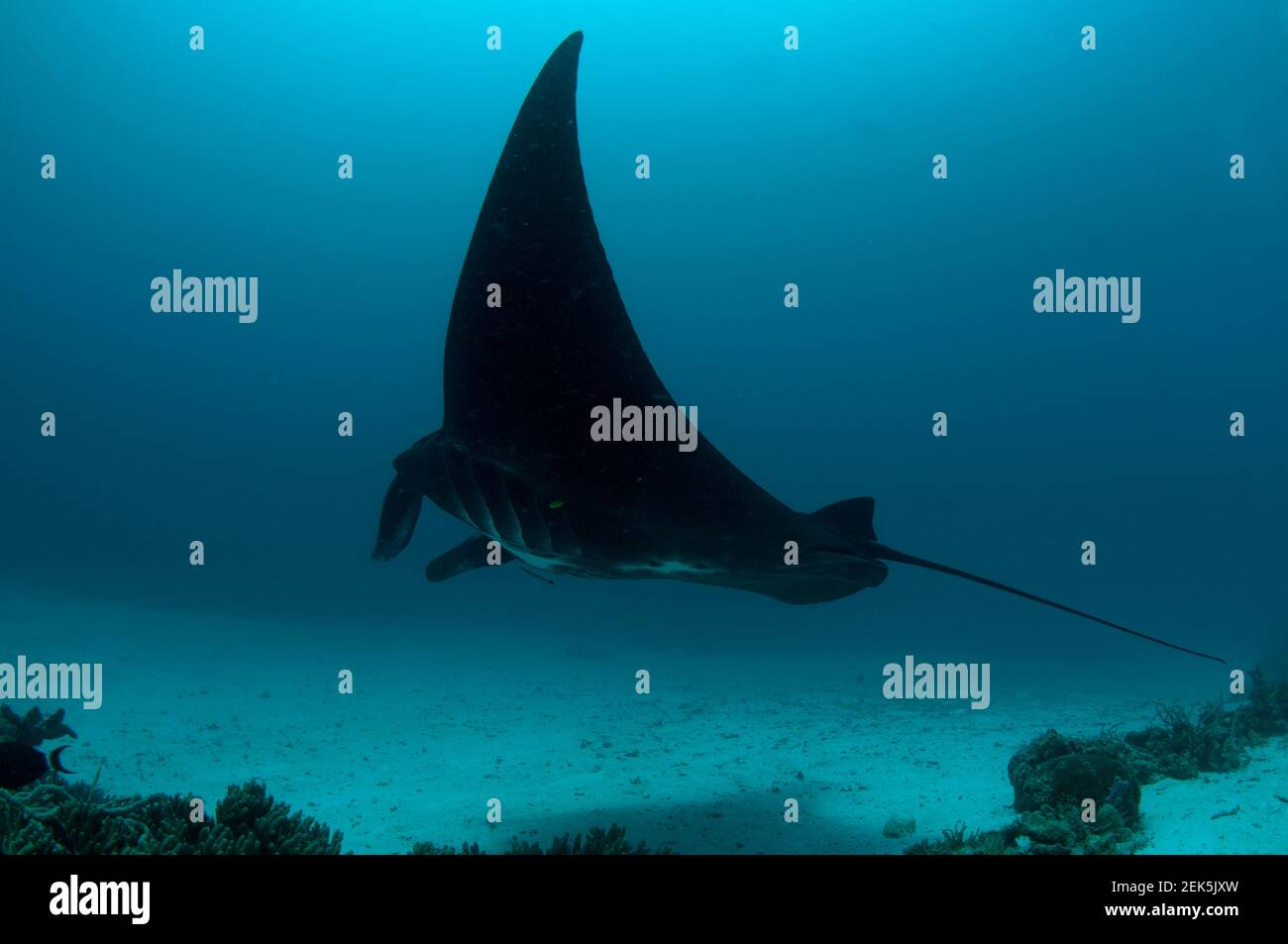 Reef Manta Ray, Mobula alfredi, Manta Sandy dive site, Arborek, Dampier ...