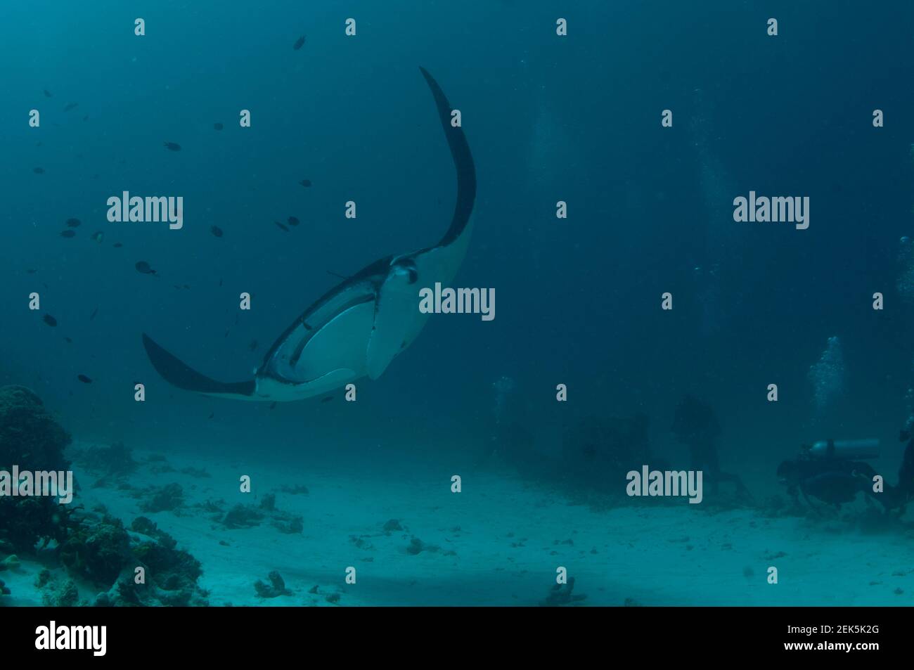 Reef Manta Ray, Mobula alfredi, Manta Sandy dive site, Arborek, Dampier ...