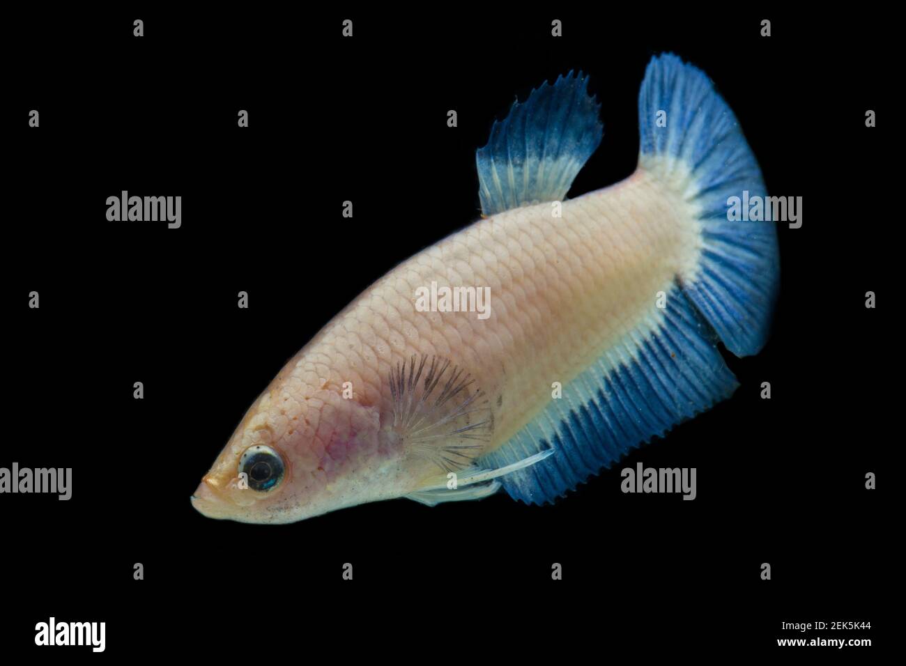 Close up of colorful Betta fish. Beautiful Siamese fighting fish, Fancy ...