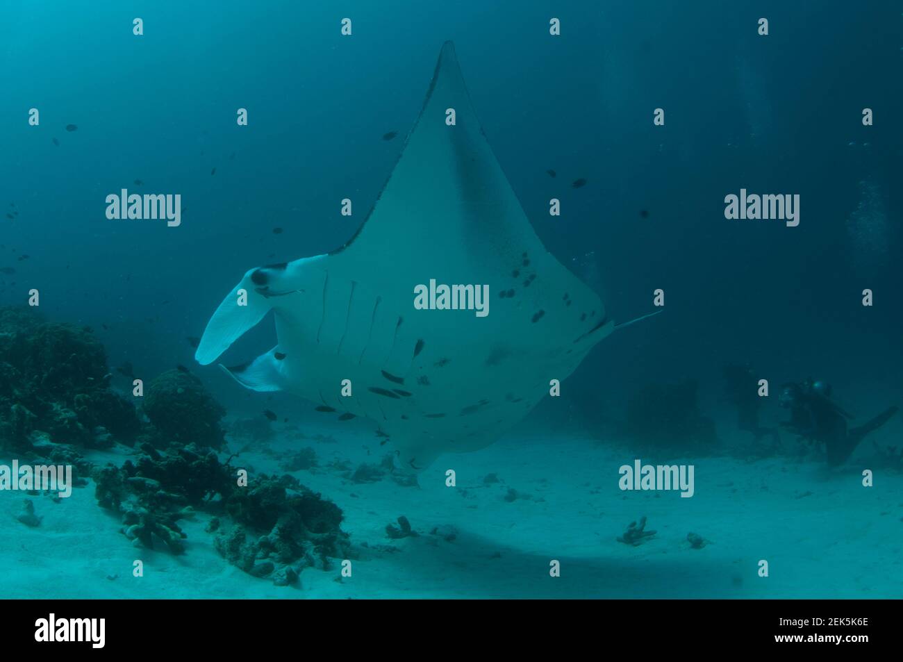 Reef Manta Ray, Mobula alfredi, Manta Sandy dive site, Arborek, Dampier ...