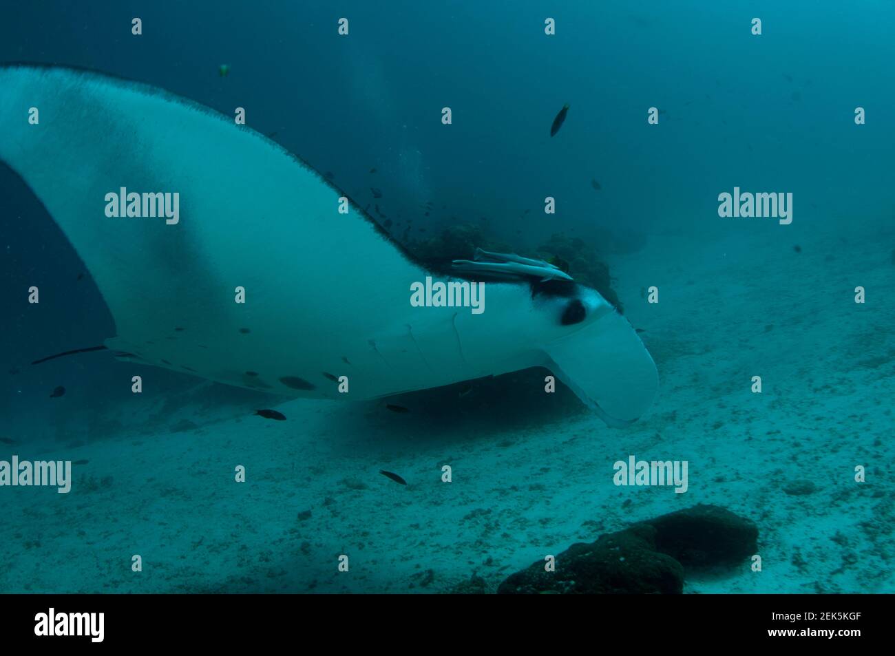 Reef Manta Ray, Mobula alfredi, Manta Sandy dive site, Arborek, Dampier ...
