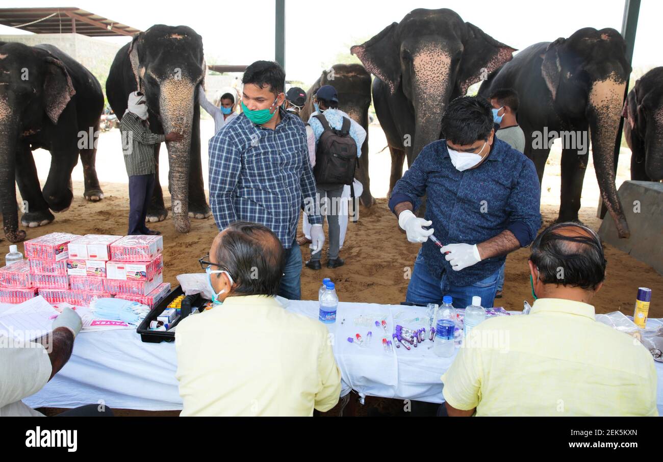 JAIPUR, INDIA - JUNE 11: Dr. Arvind Mathur (R), a veterinarian, handles ...