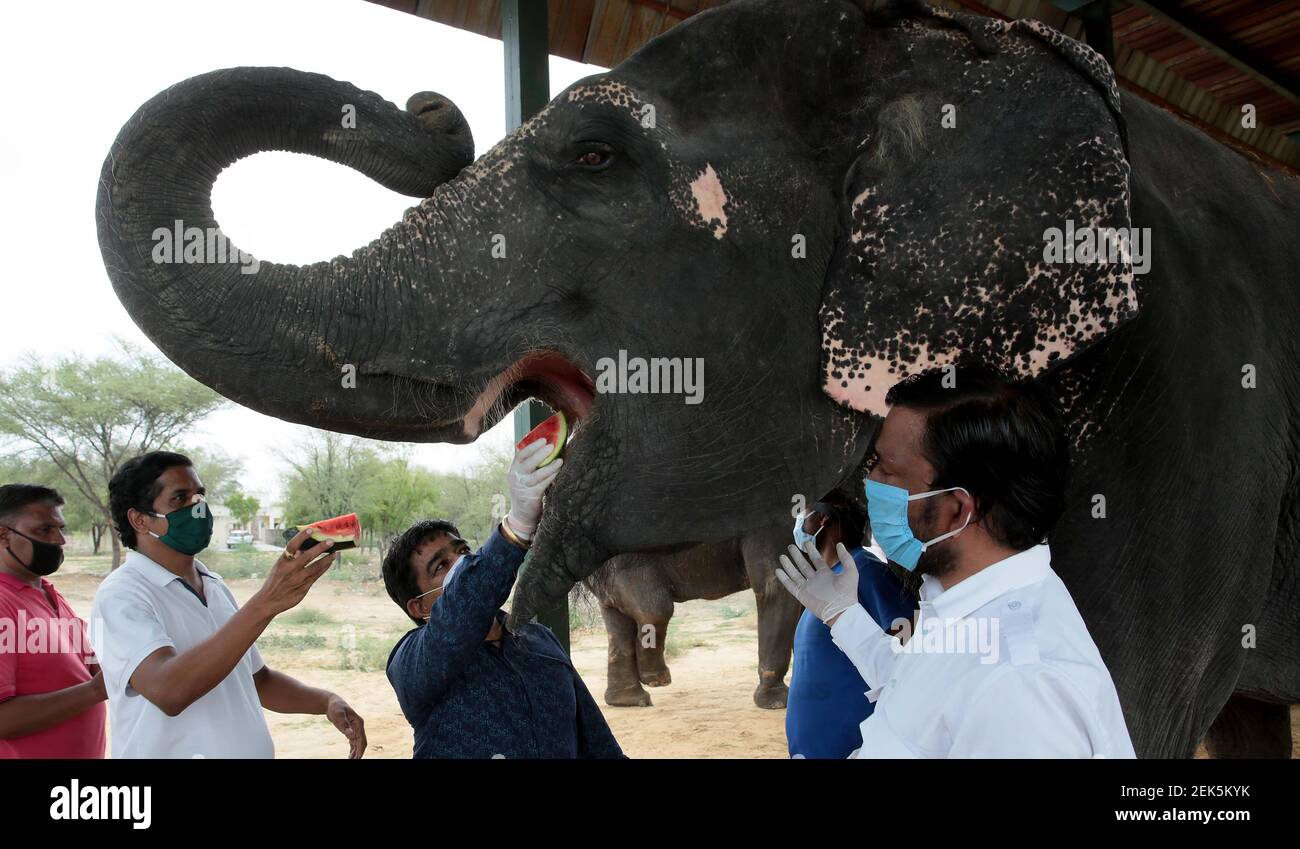 JAIPUR, INDIA - JUNE 11: Dr. Arvind Mathur, a veterinarian, feeds ...