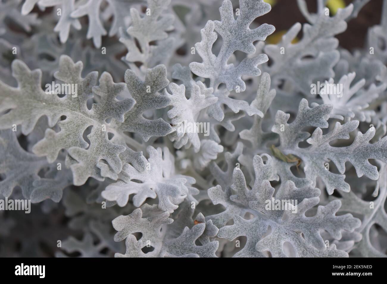 white flower leaves, a small white fluffy bush Stock Photo - Alamy