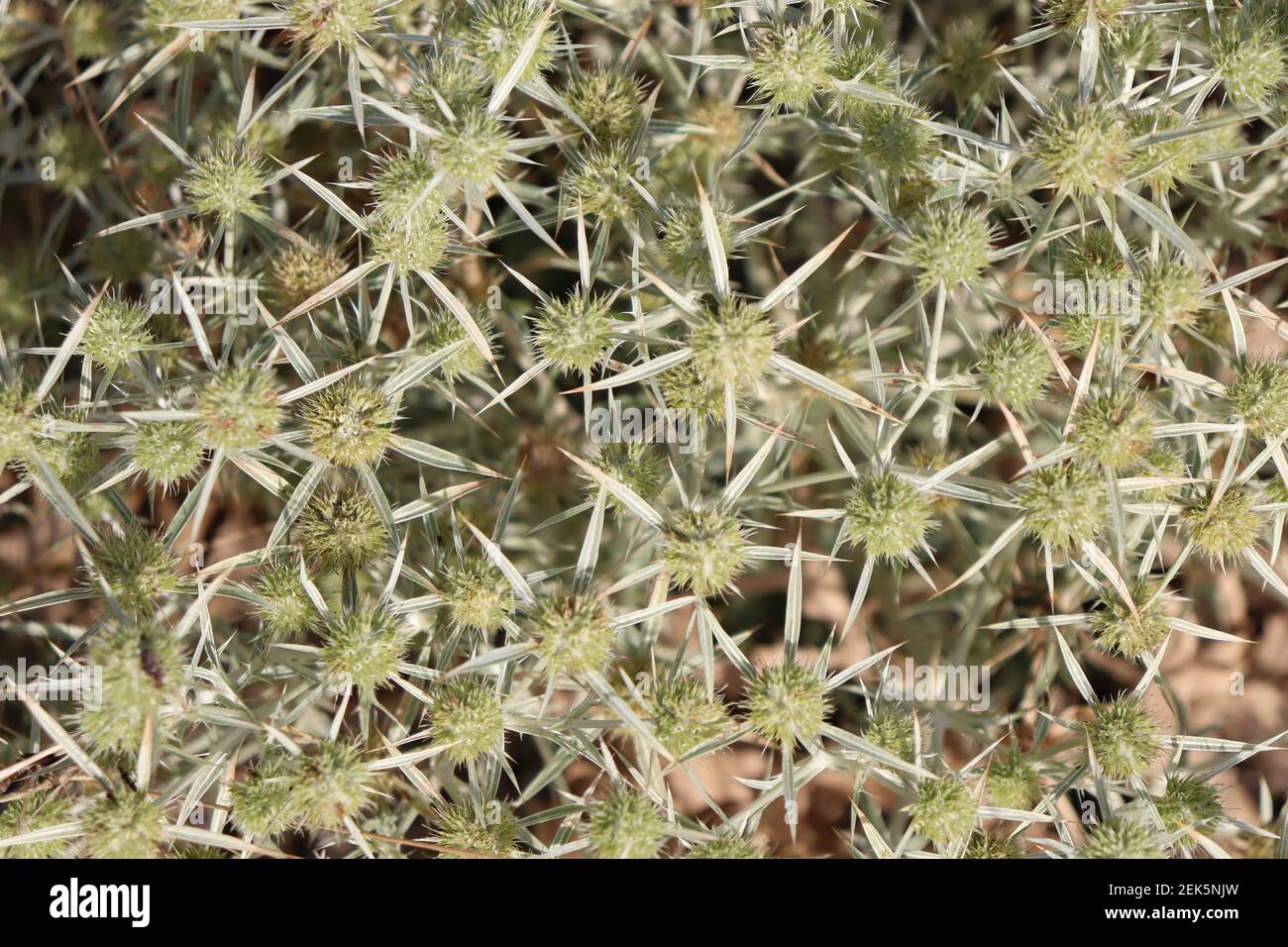 green spiky flowers in the mountains Stock Photo - Alamy