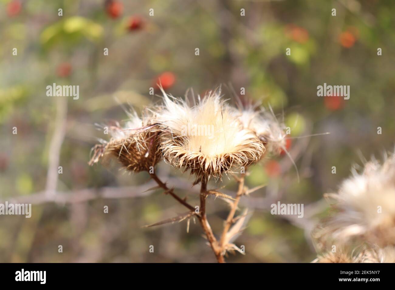 dried white fluffy flowers, close up Stock Photo - Alamy