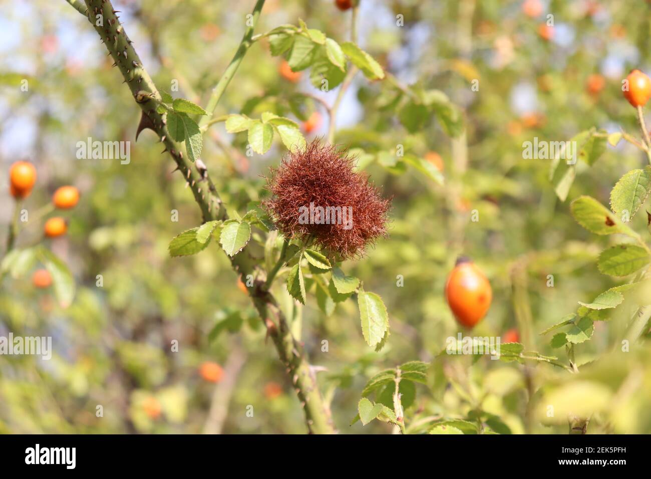 rosehip opened to give seeds Stock Photo - Alamy