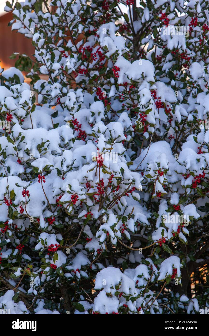 Holly bush in winter , snow covered with red fruits Stock Photo - Alamy