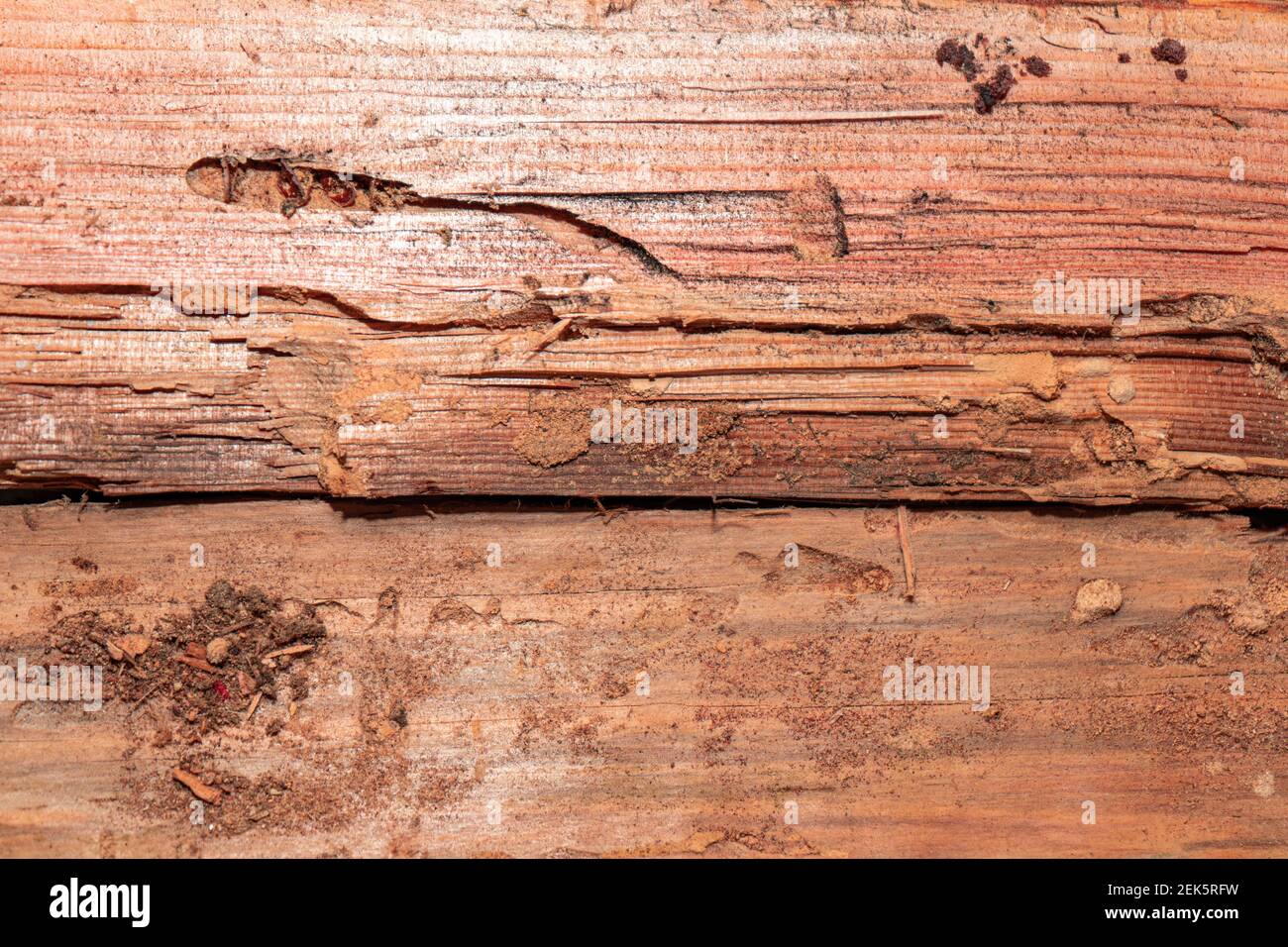 Bark beetle tunnels hi-res stock photography and images - Alamy