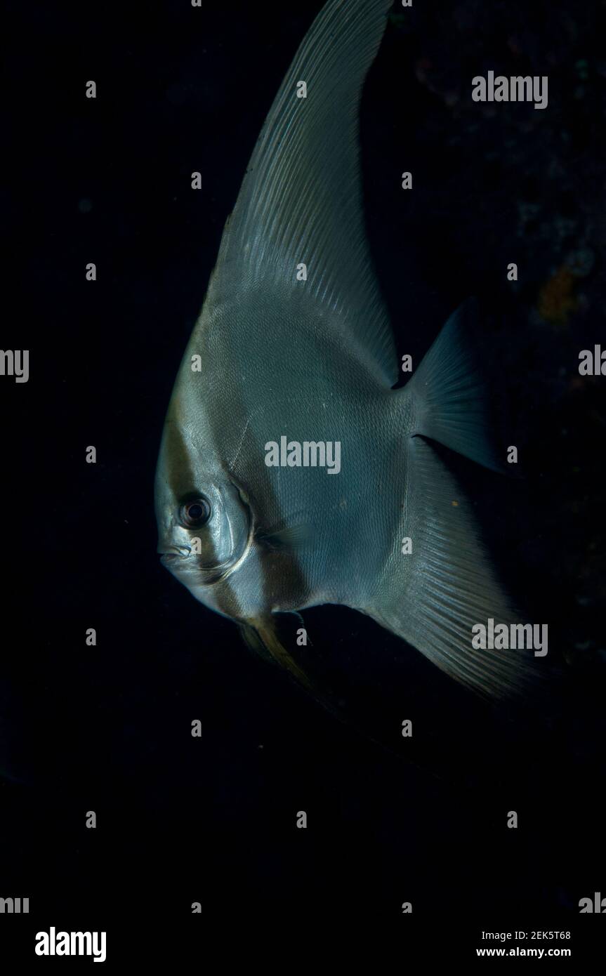 Longfin Spadefish, Platax teira, Arborek Jetty, Dampier Straits, Raja ...