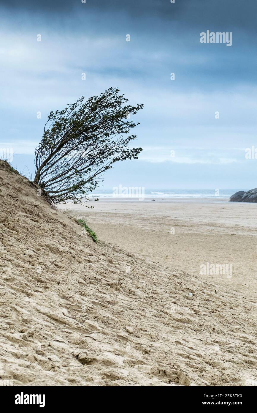 A tree growing out from the slope of the sand dune system on Crantock ...