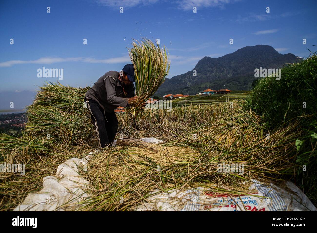 A farmers uses traditional threshing method of sorting rice seeds in ...