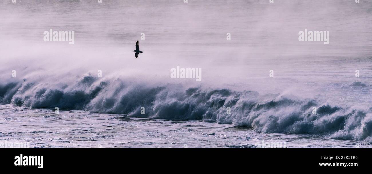 A panoramic image of a seagull flying through spray blown off a wave by ...