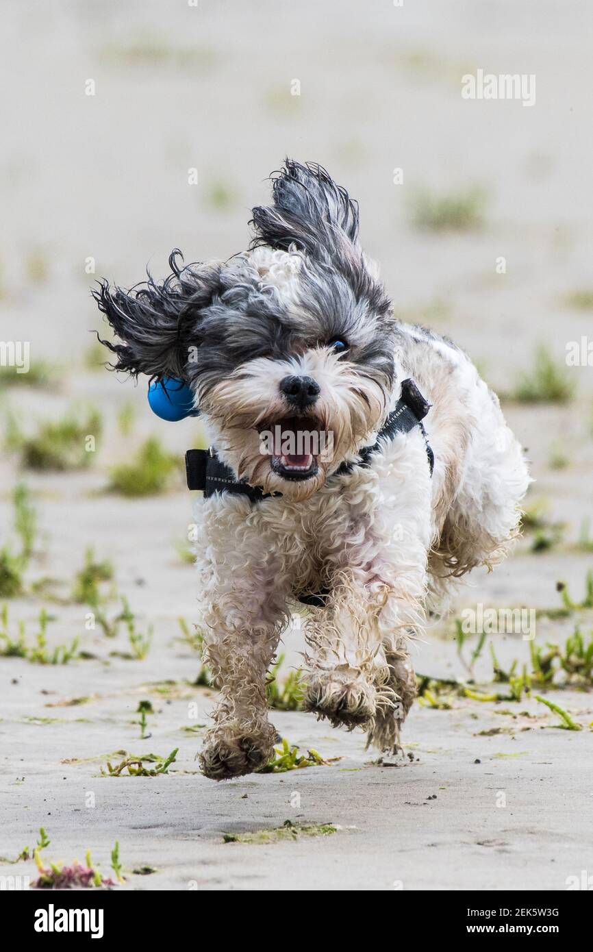 Shih tzu dog hi-res stock photography and images - Alamy