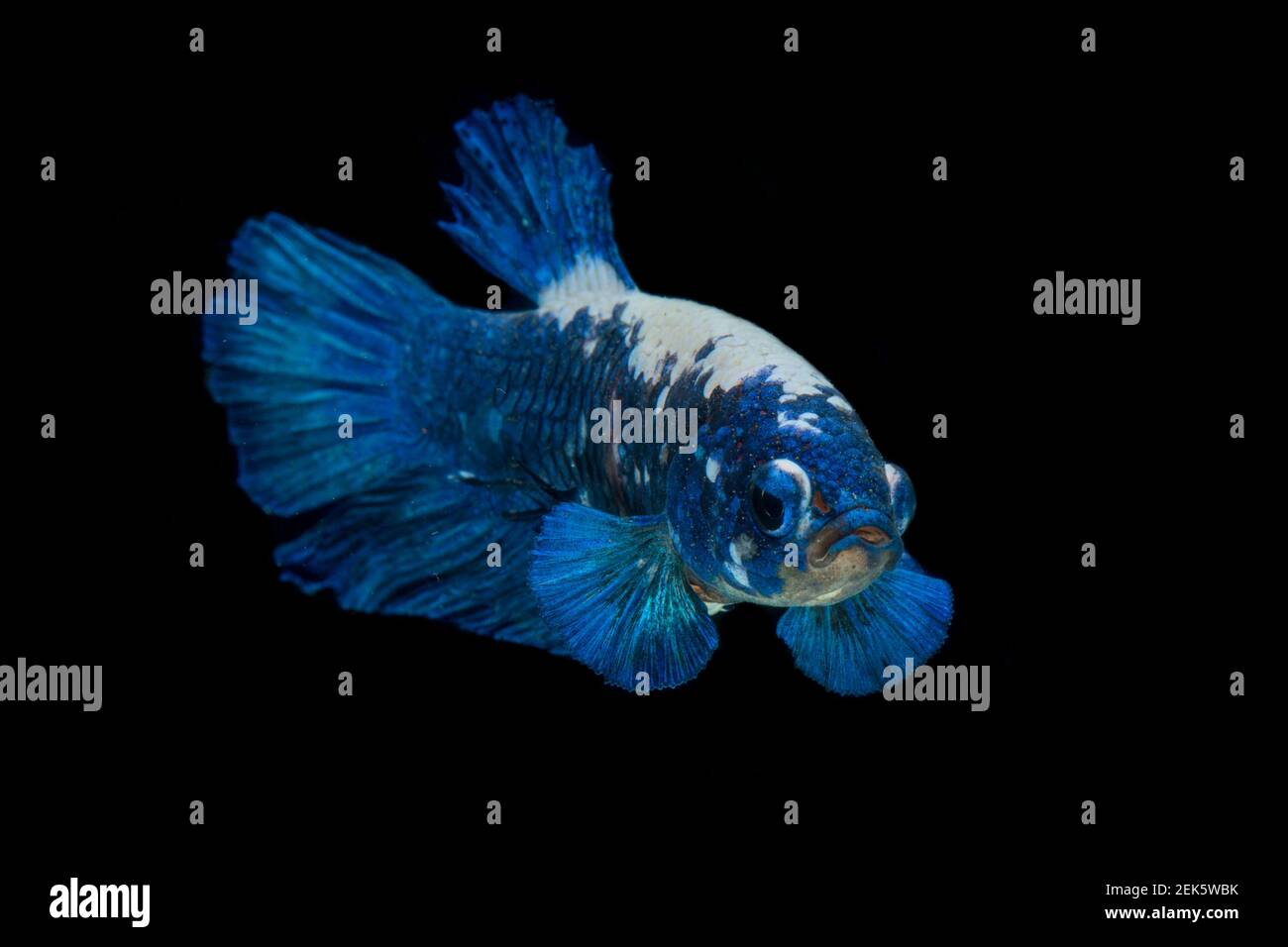 Close up of colorful Betta fish. Beautiful Siamese fighting fish, Fancy ...