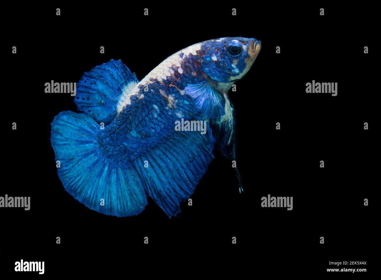 Close up of colorful Betta fish. Beautiful Siamese fighting fish, Fancy ...