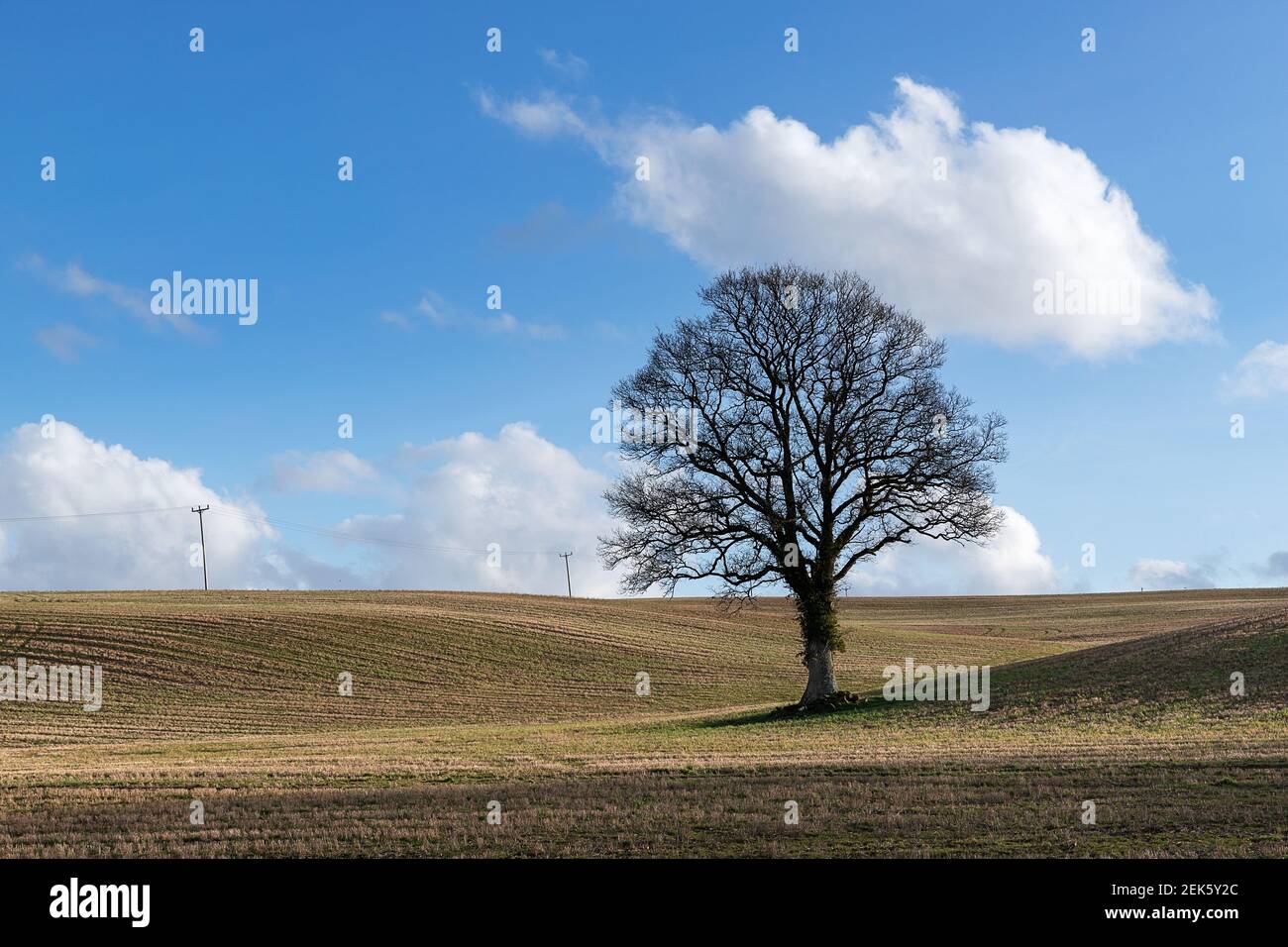 Lone tree in a stubble field with afternoon sunshine blue sky and white ...