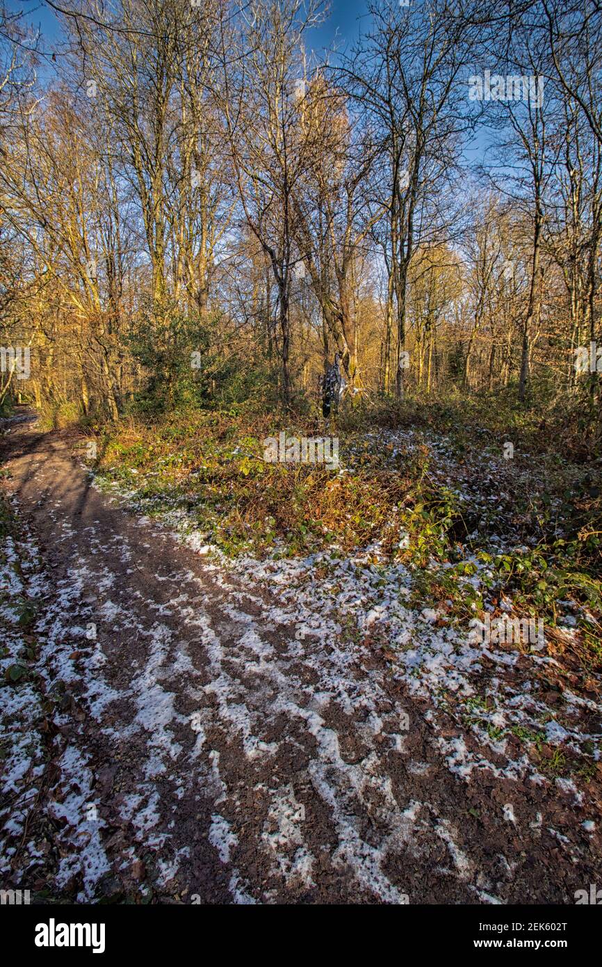 Crisp woodland landscape following a dusting of late winter snow and ...