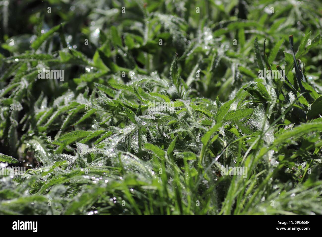 Rain tree seedling hi-res stock photography and images - Alamy
