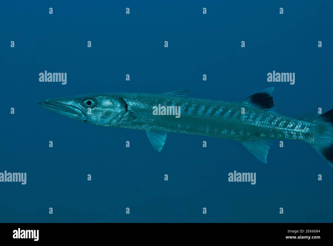 Pickhandle Barracuda, Sphyraena jello, Pulau Kraka dive site, Run ...