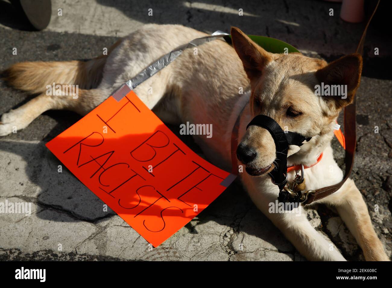 A dog with a placard that says I bite Racists lies on the street during ...