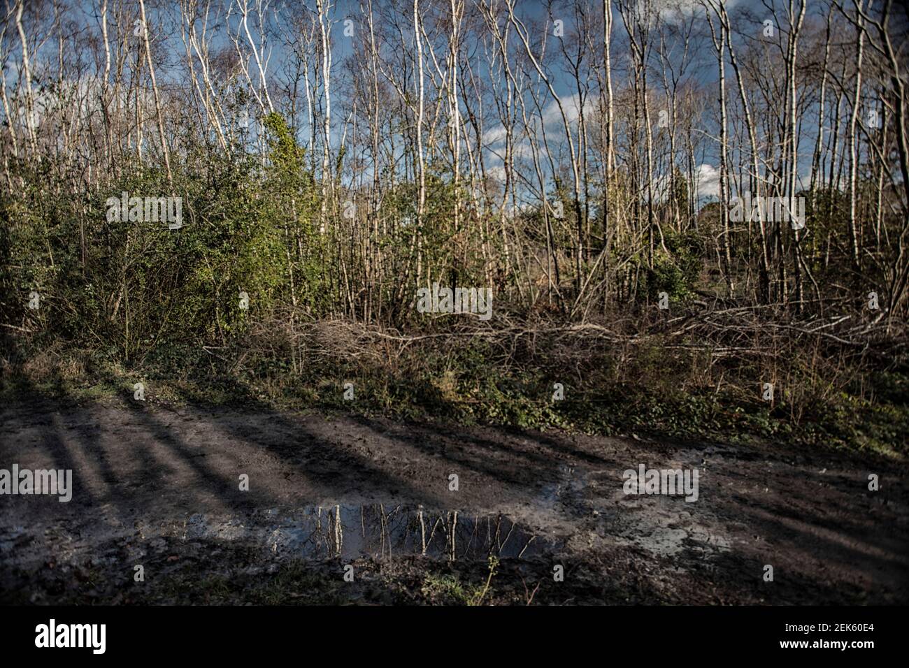 Keston Common recreation area landscape in late winter sunshine Stock ...