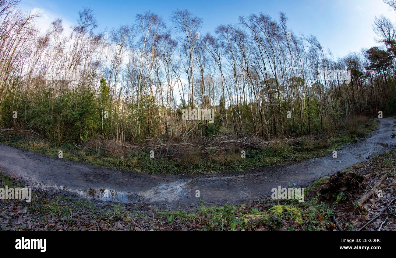 Keston Common recreation area landscape in late winter sunshine Stock ...
