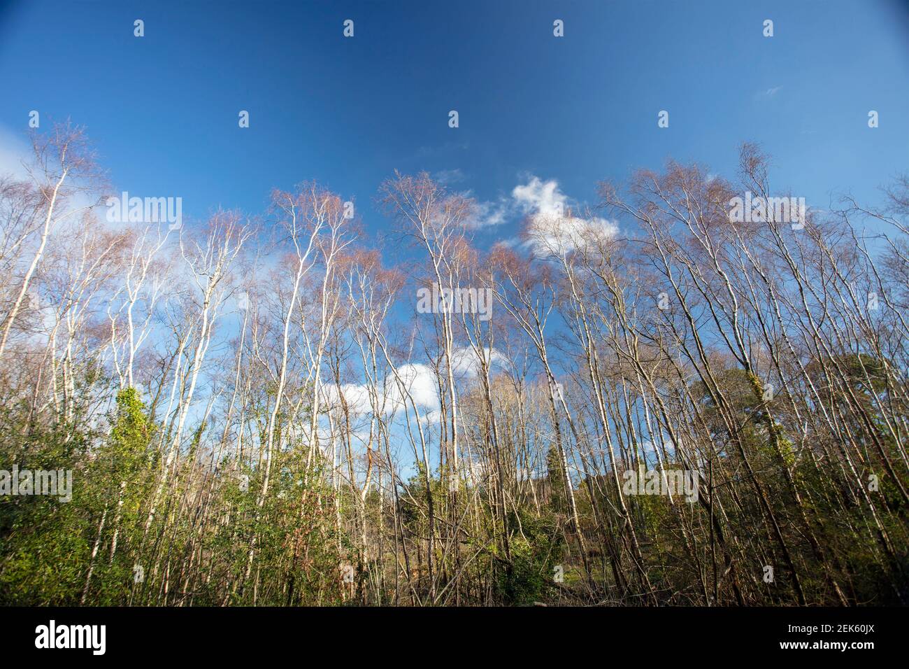 Keston Common recreation area landscape in late winter sunshine Stock ...