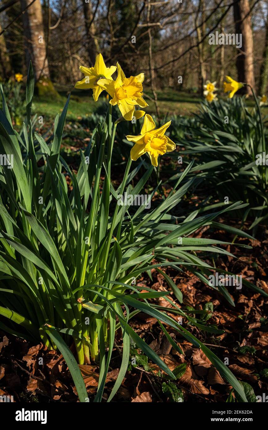 Daffodils in sunshine with woodland background Stock Photo - Alamy