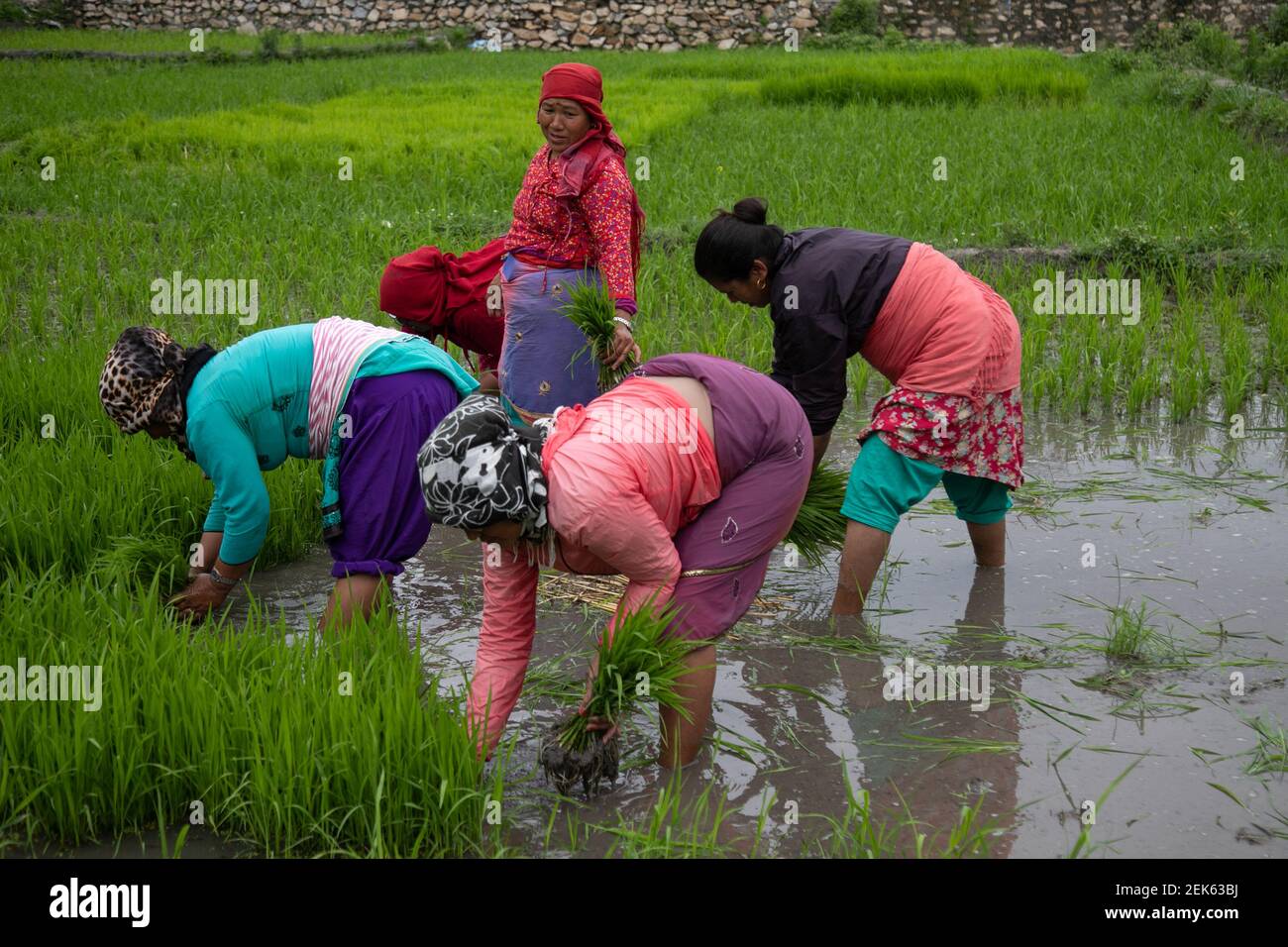 Women prepare rice seedlings for plantation as monsoon begin at a paddy ...