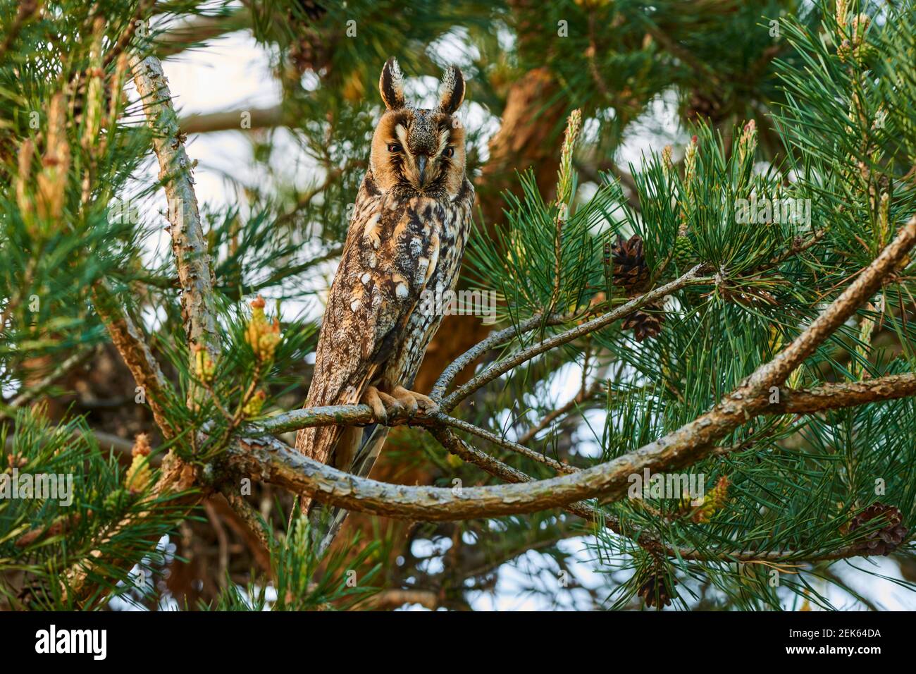 Motionless animal hi-res stock photography and images - Alamy