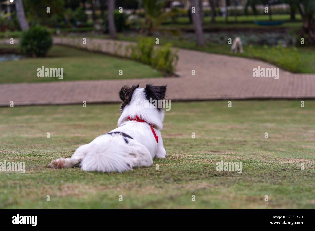 Dog japanese chin japanese spaniel hi-res stock photography and images ...