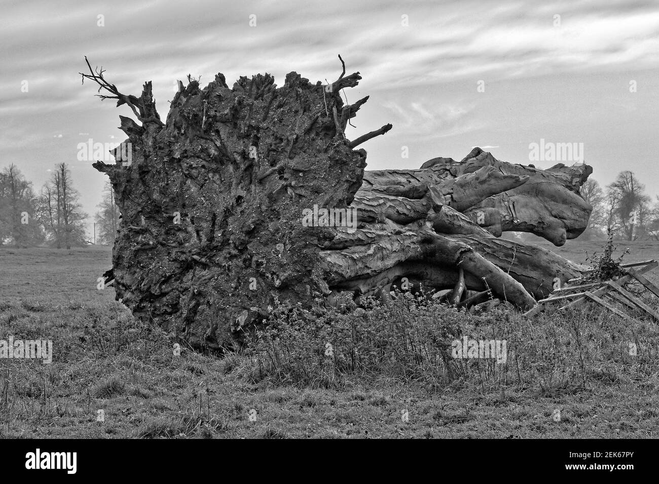 Dead tree: Uprooted and left to rot. Stowe, Buckinghamshire, England ...