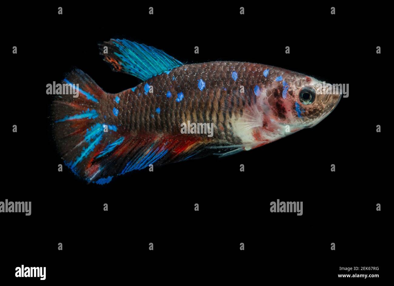 Close up of colorful Betta fish. Beautiful Siamese fighting fish, Fancy ...