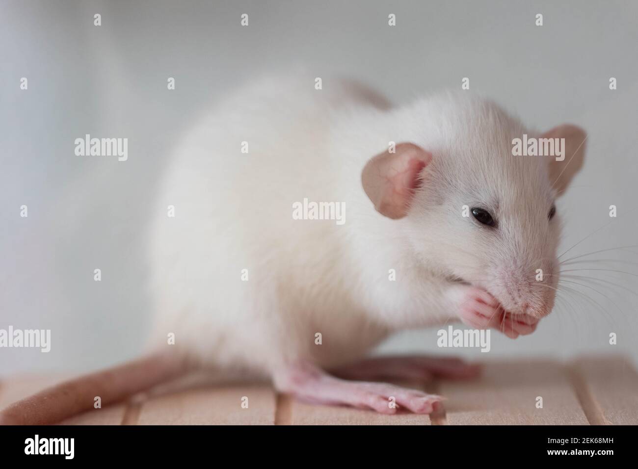 Rat close up. macro shooting. Cute muzzle with pink nose and long ...